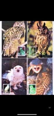 MC20猫头鹰极限明信片全新全品1995