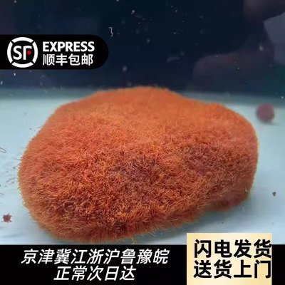 活红线虫鱼食鲜活水蚯蚓鱼饵红丝虫线蛇六角恐龙饲料线虫饲料活饵