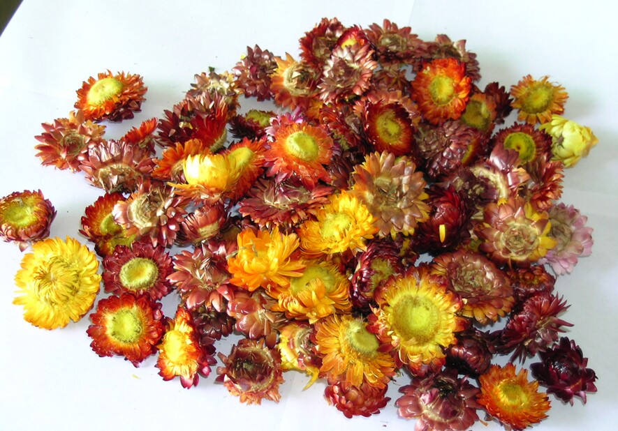 藏菊花 七彩菊500g 菊花茶 花茶代用花草茶