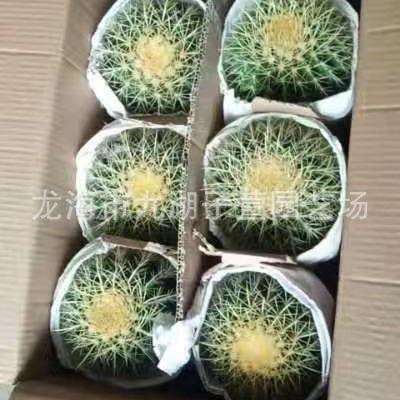 6装金虎仙人球多肉植物裸根球形仙人掌仙人球沙生植物基地直发