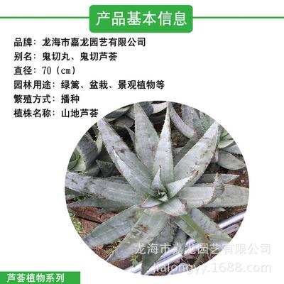 宽度70公分鬼切芦荟盆栽鬼切丸沙生植物沙生芦荟山地大型植物
