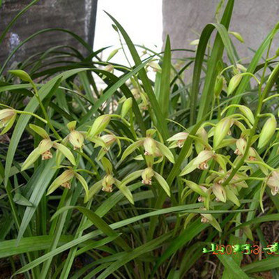 赣南本地建兰 带花苞浓香兰花苗好养勤花开花机器一年开花2次以上