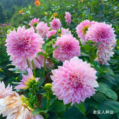 大丽花种子四季播易活盆栽花种孑