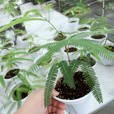 澳洲密叶猴耳环籽播苗根系良好好