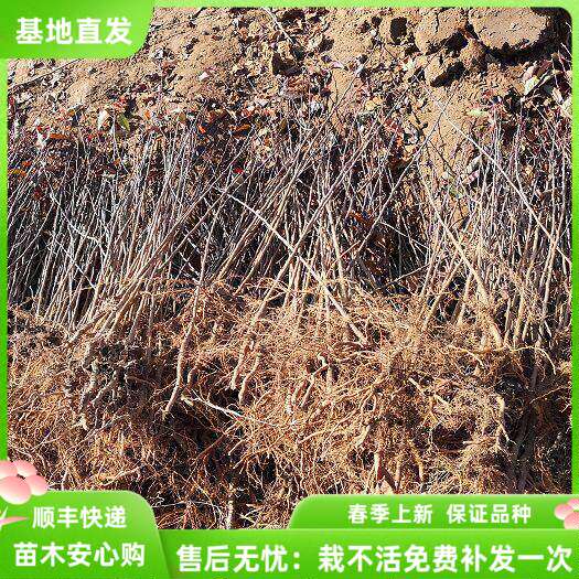 山荆子苗东北野生山丁子树苗种子苹果树嫁接砧木山野果花园艺庭院