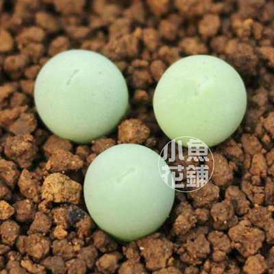 鸽子蛋种子翡翠玉肉锥花番杏播种多肉Conophytum calculus seeds