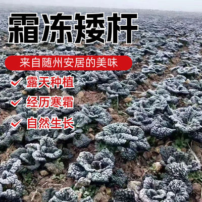 随州矮杆泡泡青 新鲜霜打泡泡青菜 冬季蔬菜绿色霜冻青菜火锅食材
