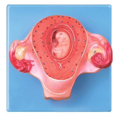 二个月胚胎模型A42005/2