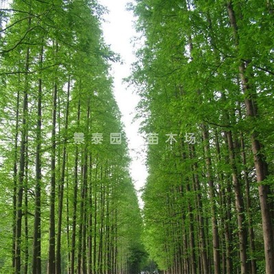 绿化树苗水杉树苗水杉苗杉树苗适合河边农田庭院行道树南北方种植