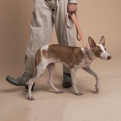 m.a+中型狗项圈野牛皮革