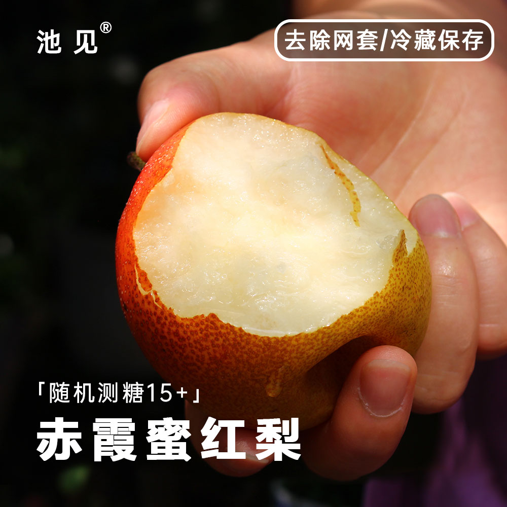 池见云南太阳赤霞蜜梨新鲜水果(9甜1酸,核小花渣)酥脆二代红梨