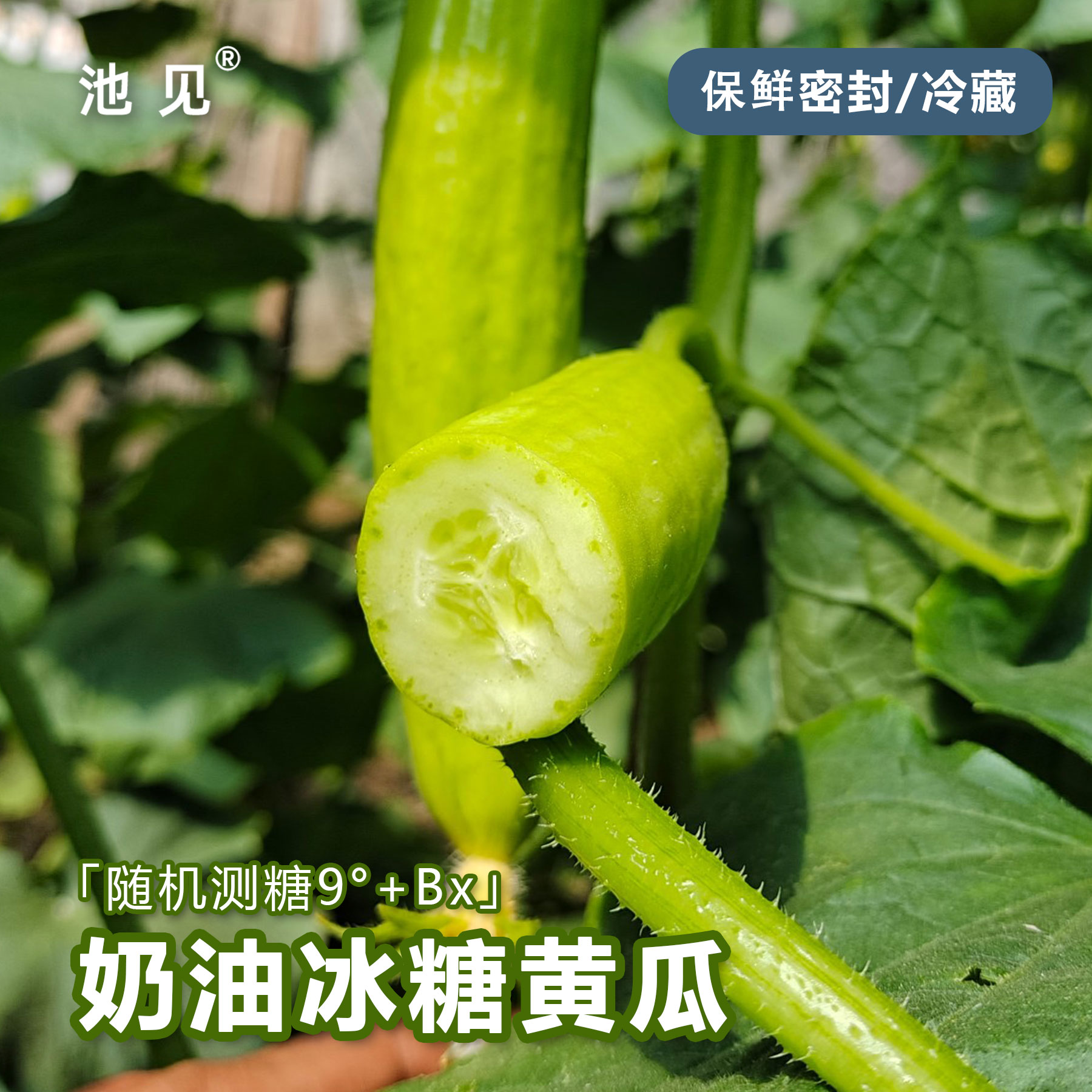 池见 奶油冰糖黄瓜水果黄瓜新鲜生吃孕妇白玉当季无刺现摘顺丰