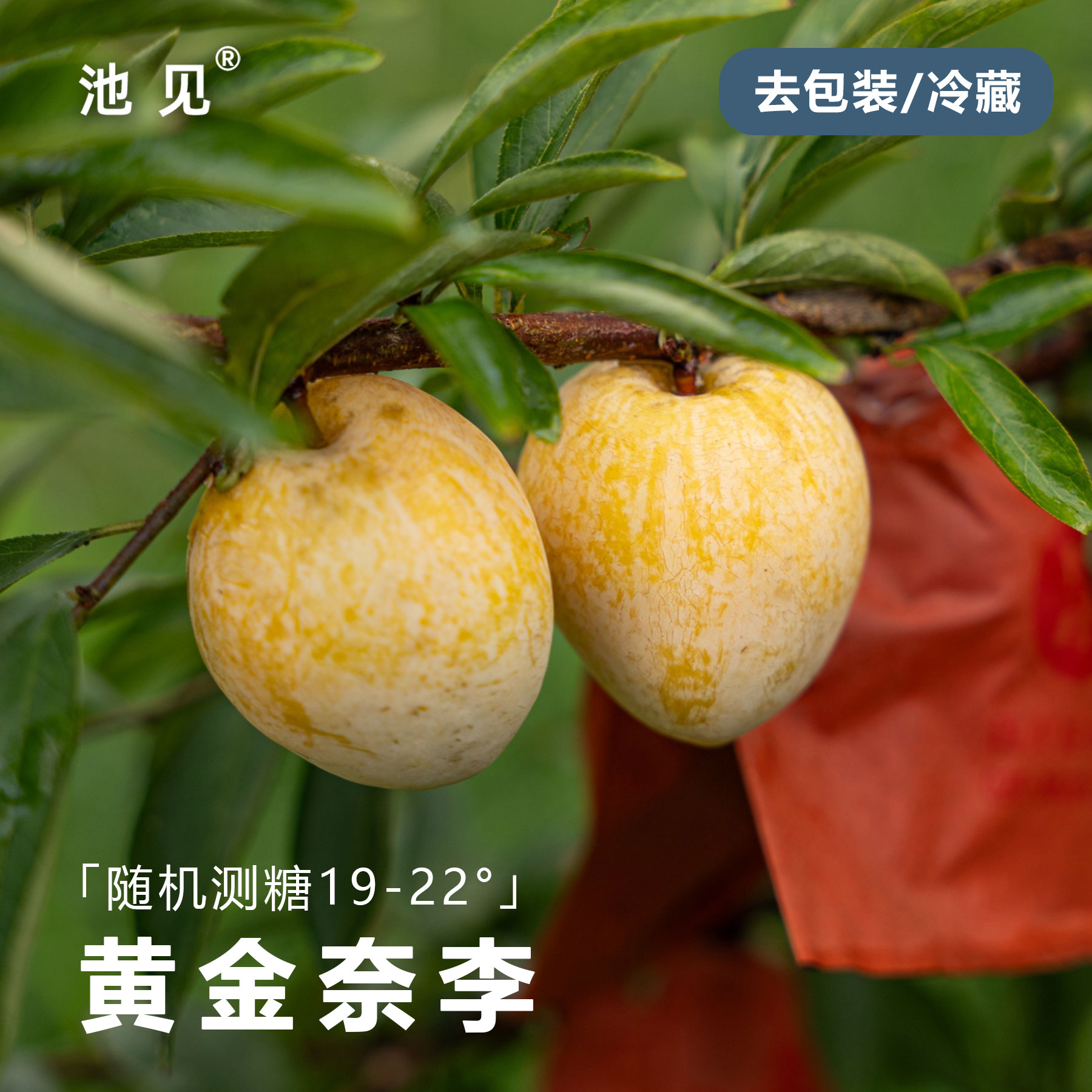 池见 广东九峰山黄金奈李新鲜李子特产随机测糖19-22°
