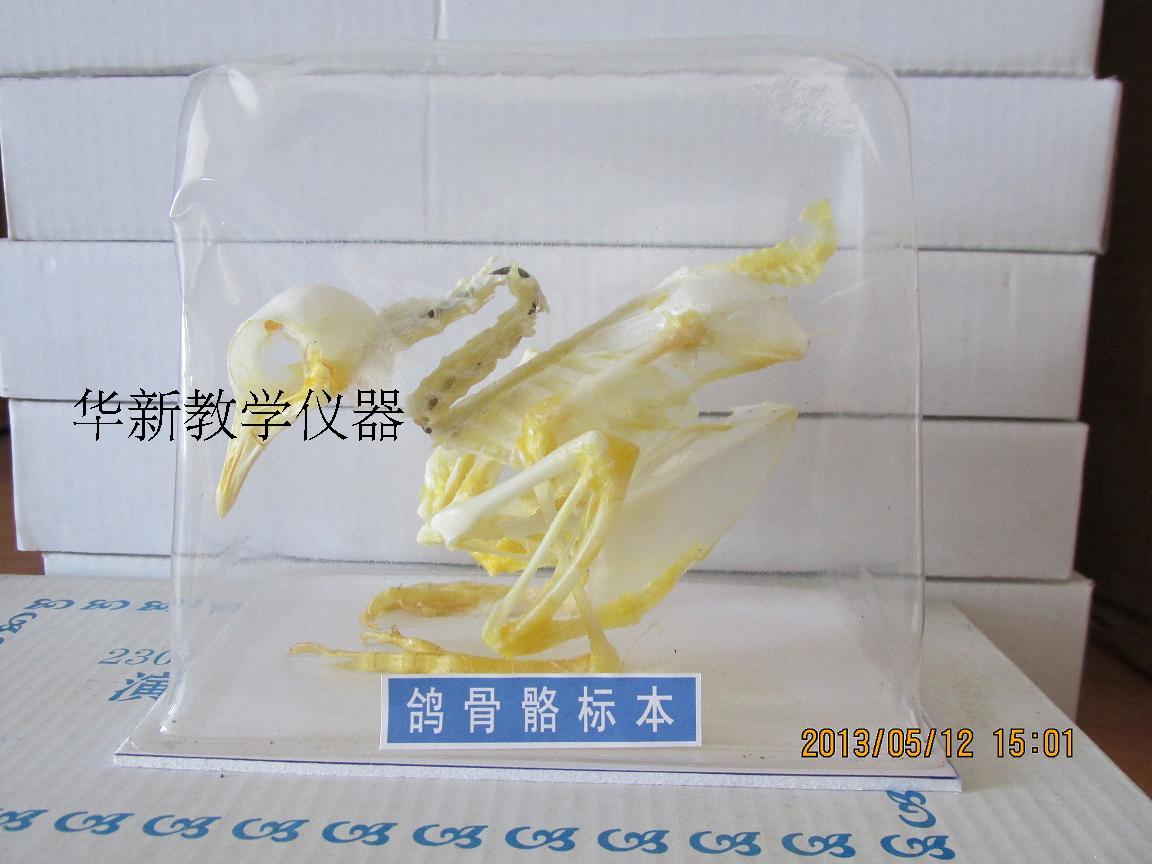 鸽骨骼标本 实物标本 生物教学标本 教学模型