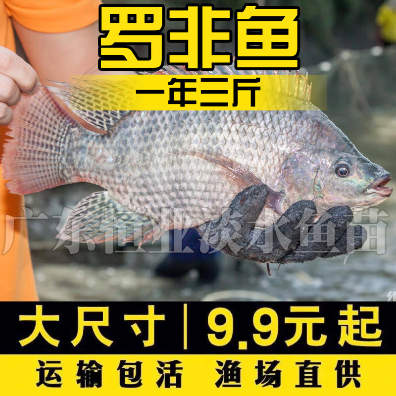 新吉富雄性罗非鱼苗罗非鱼苗活鱼苗食用特大脆肉罗非鱼苗淡水养殖