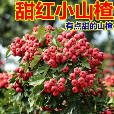 甜红山楂沂蒙山产地直发