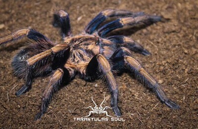 TS爬魂宠物蜘蛛金色捕鸟蛛