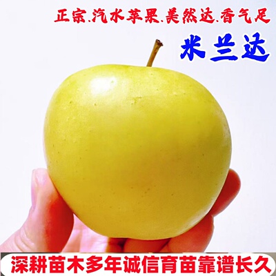 新西兰米兰达汽水苹果树苗嫁接Miranda脆甜青苹果苗黄金苹果树苗