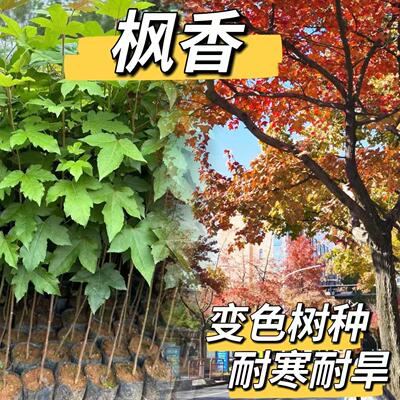 枫香树苗香枫树枫香叶耐寒耐旱遮阳庭院绿化树苗造林速生园景树