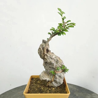 附石盆景小叶榔榆绿植老桩盆栽英德石青龙石泥石