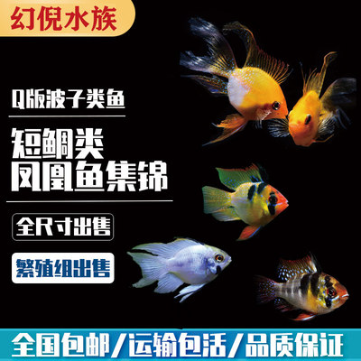 金波子阿凡达凤凰鱼短鲷鱼皮卡丘宝篮球热带观赏鱼活体小型淡水鱼