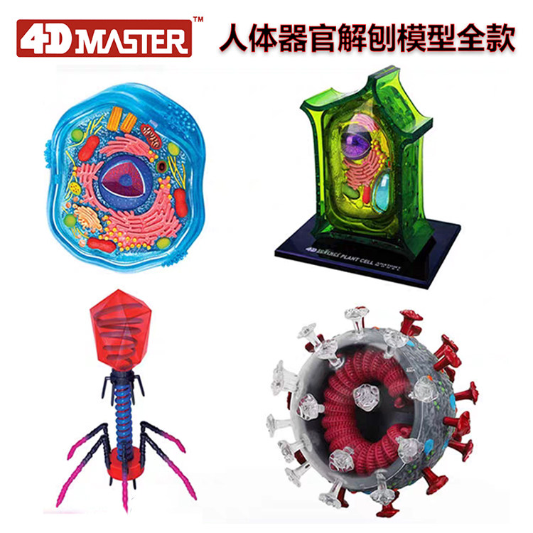 4DMASTER动物植物模型拼装器官细胞解剖噬菌体新冠病毒人体模型