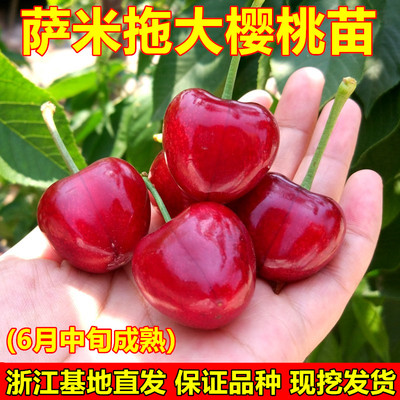 萨米拖大樱桃苗晚熟樱桃树苗