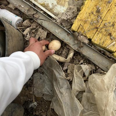 农家鸡蛋新鲜现下现煮正宗农家散养土鸡蛋非饲料