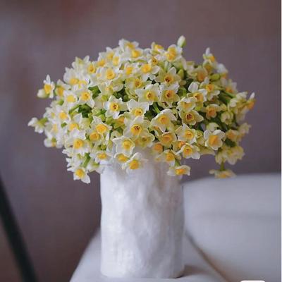 水仙鲜切花 【宙斯花园】瓶插开花花枝优雅种苗盆栽