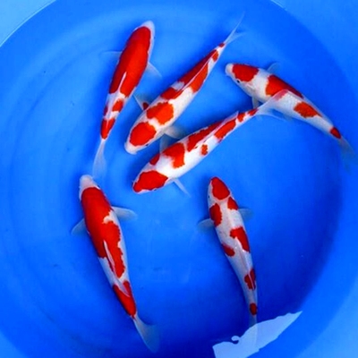 纯种红白活体冷水鱼买三条送一条