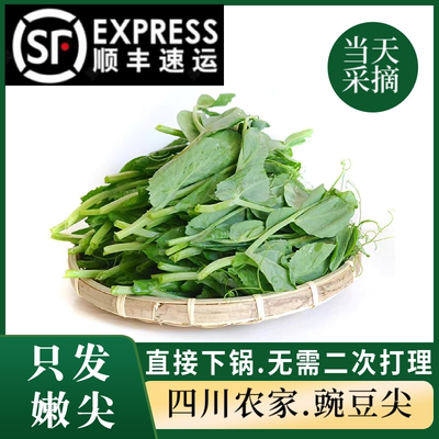 顺丰四川新鲜豌豆尖应季蔬菜现摘
