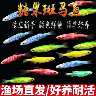荧光斑马鱼斑马鱼冷水鱼小型蝶翼