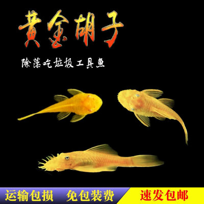 工具鱼蓝眼胡子黄金大胡子除藻鱼