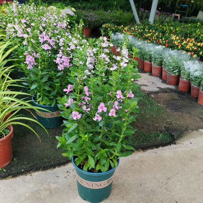 香彩雀天使花耐热盆栽鲜花