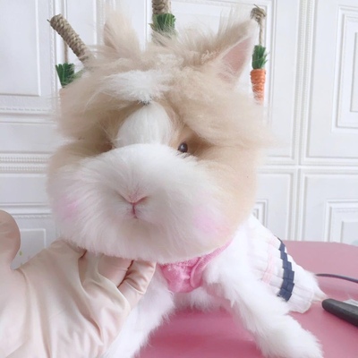 宠物兔子家养活体灰白直播道奇