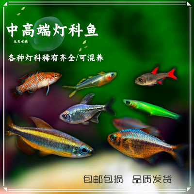 高档红梅24℃青年蝴蝶单条巧克力