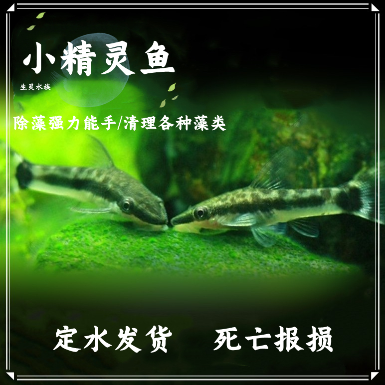 草缸除藻工具鱼小精灵鱼吃藻鱼清道夫胡子大帆黑线飞狐小猴飞狐