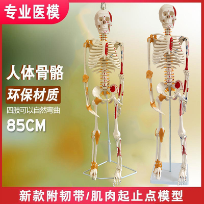 骨架模型45cm85人体神经全身脊椎