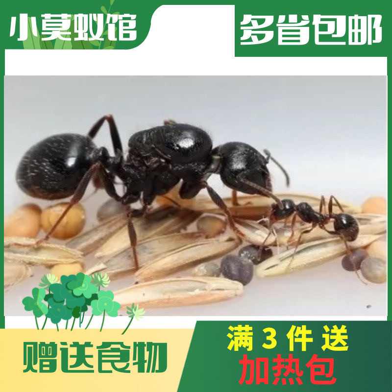 小莫蚁馆 新手蚂蚁宠物活体 工匠收获蚁 吃种子收货蚁