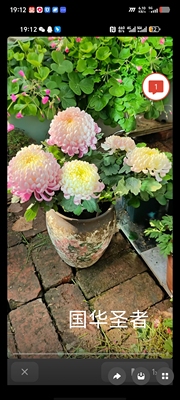 国华圣者九月大菊