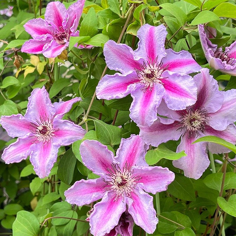 东篱园艺铁线莲都铎王朝阳台露台盆栽地栽多年生庭院花园爬藤花卉