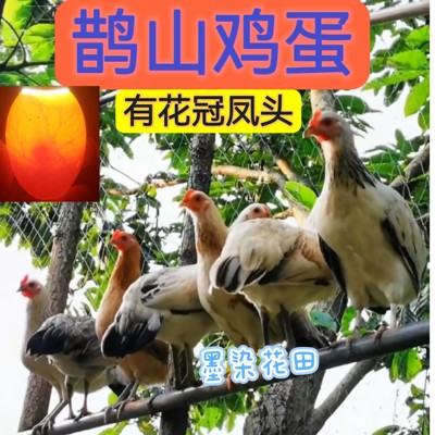 顺丰包邮 鹊山鸡蛋敷化抱卧散养有花冠凤头现捡现发