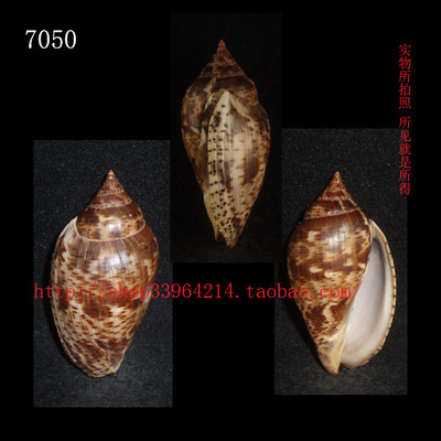 海螺贝壳（一物一图）6.85CM 深水棕线涡螺  色彩深色7050