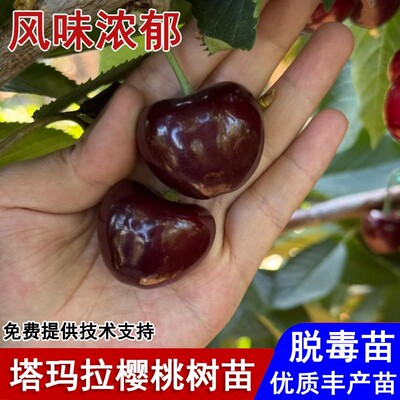 嫁接晚熟美国塔玛拉车厘子树苗脆