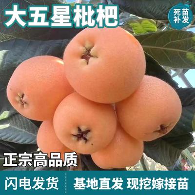 大五星枇杷树苗南北方种