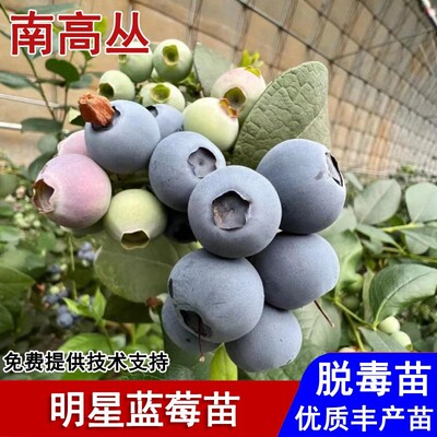 明星蓝莓树果苗南高丛四季带土蓝