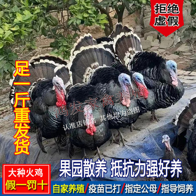 足一斤火鸡大种观赏鸡花色青铜火鸡散养黑色贝蒂娜火鸡巨型宠物鸡