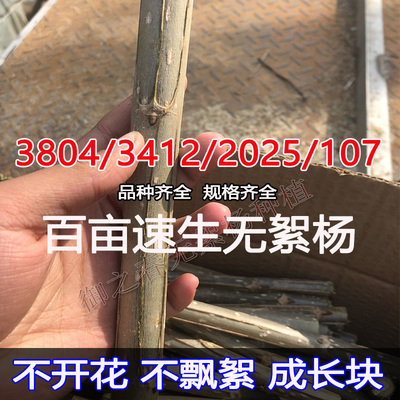 3804无絮速生白杨树扦插条3412白杨树107速生杨插条2025