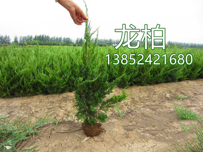 柏树树苗 塔柏 侧柏树苗扁柏圆柏 宝塔松 龙柏松柏树苗绿化四季青