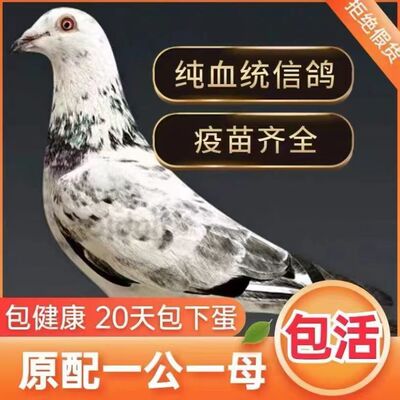 鸽子活物一对詹森纯种血统鸽